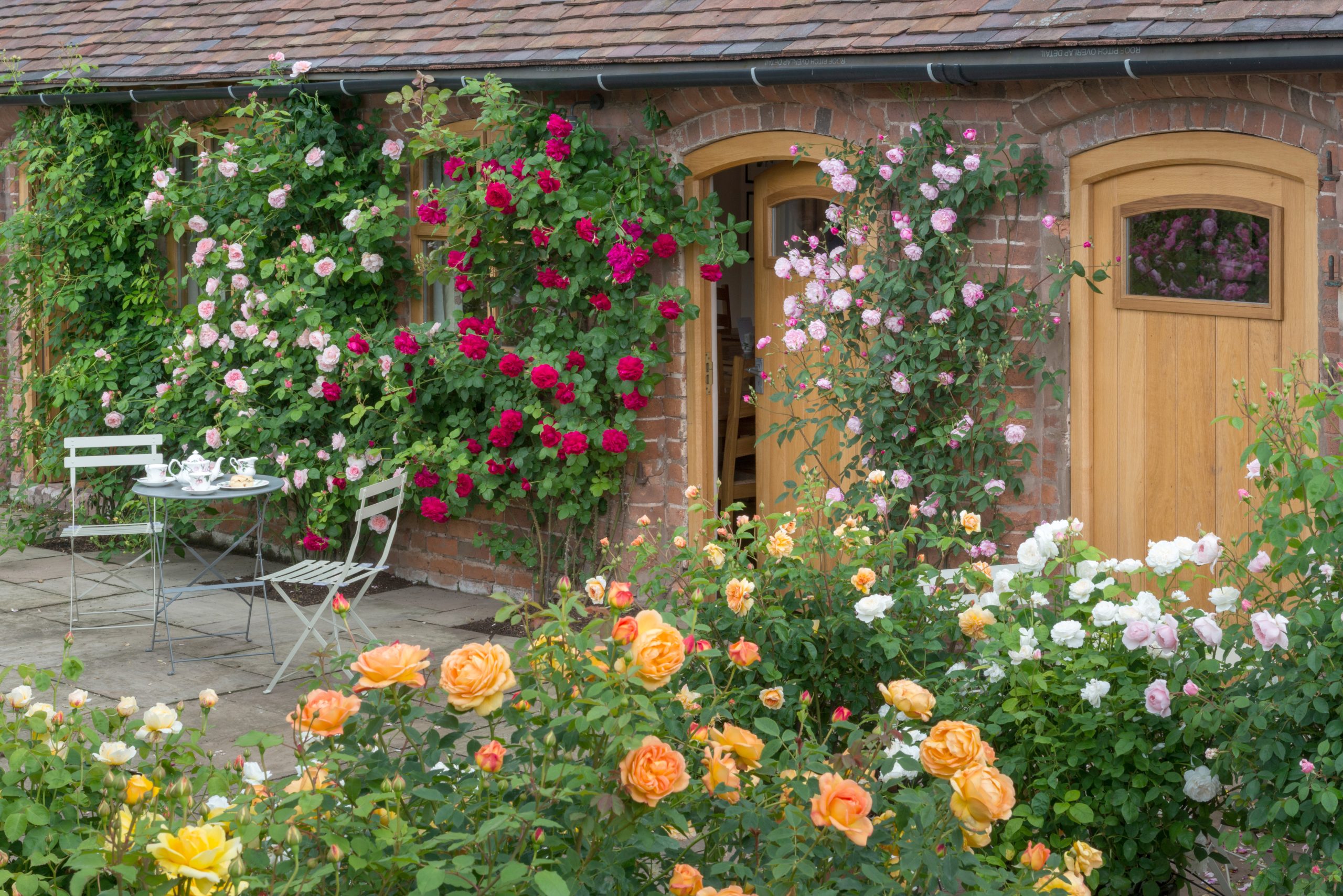 A Quick Guide to Taking Care of Your Roses - Florissa