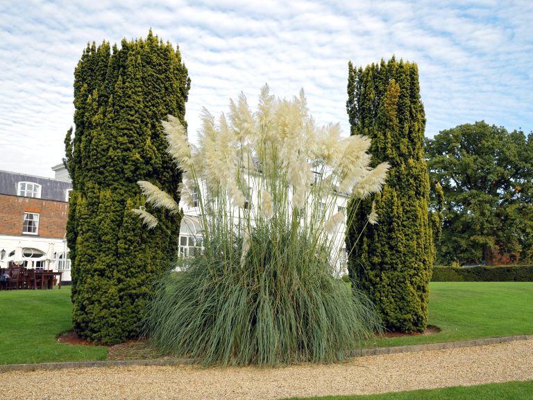 How to Dry Flowers - Florissa