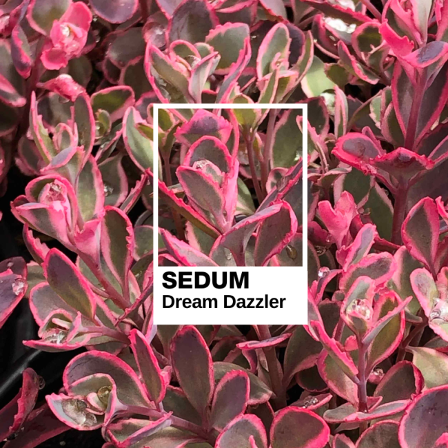 8 Magenta Plants for Your Garden - Florissa