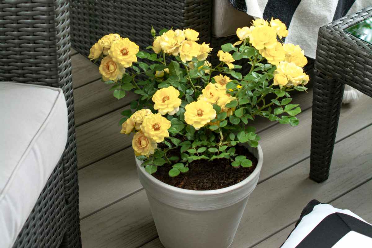 6 Stunning Roses for the Garden! - Florissa