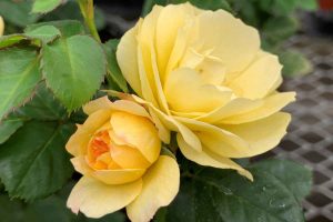 6 Stunning Roses for the Garden! - Florissa