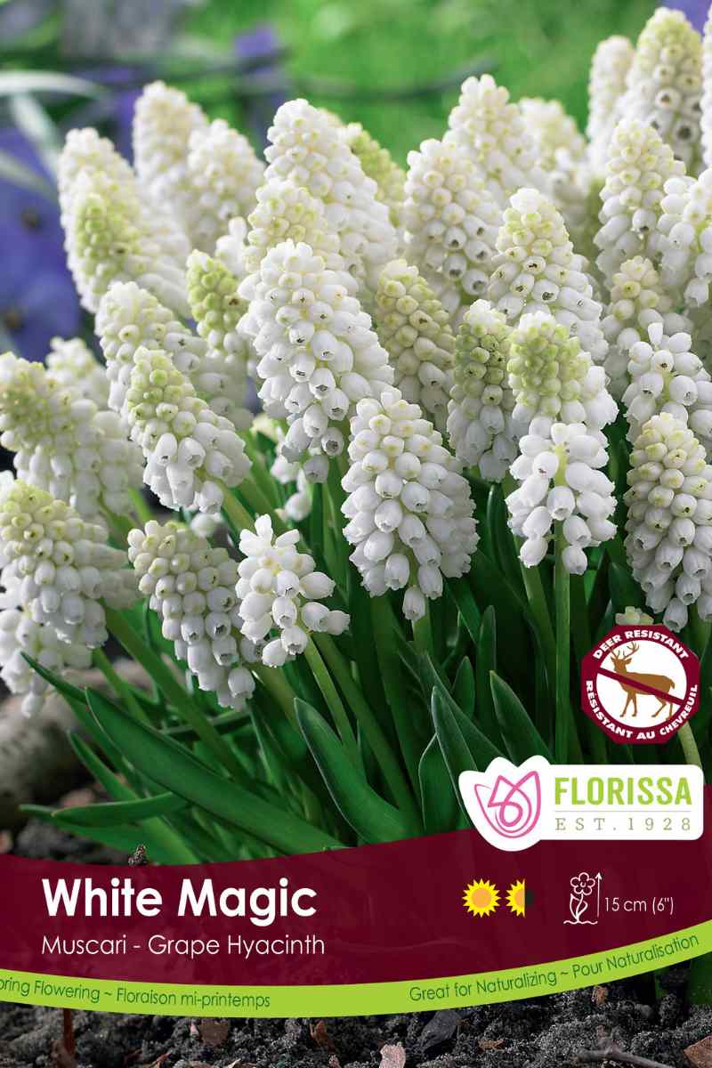 All About Muscari: 6 Unique, Must-Have Varieties for Fall - Florissa